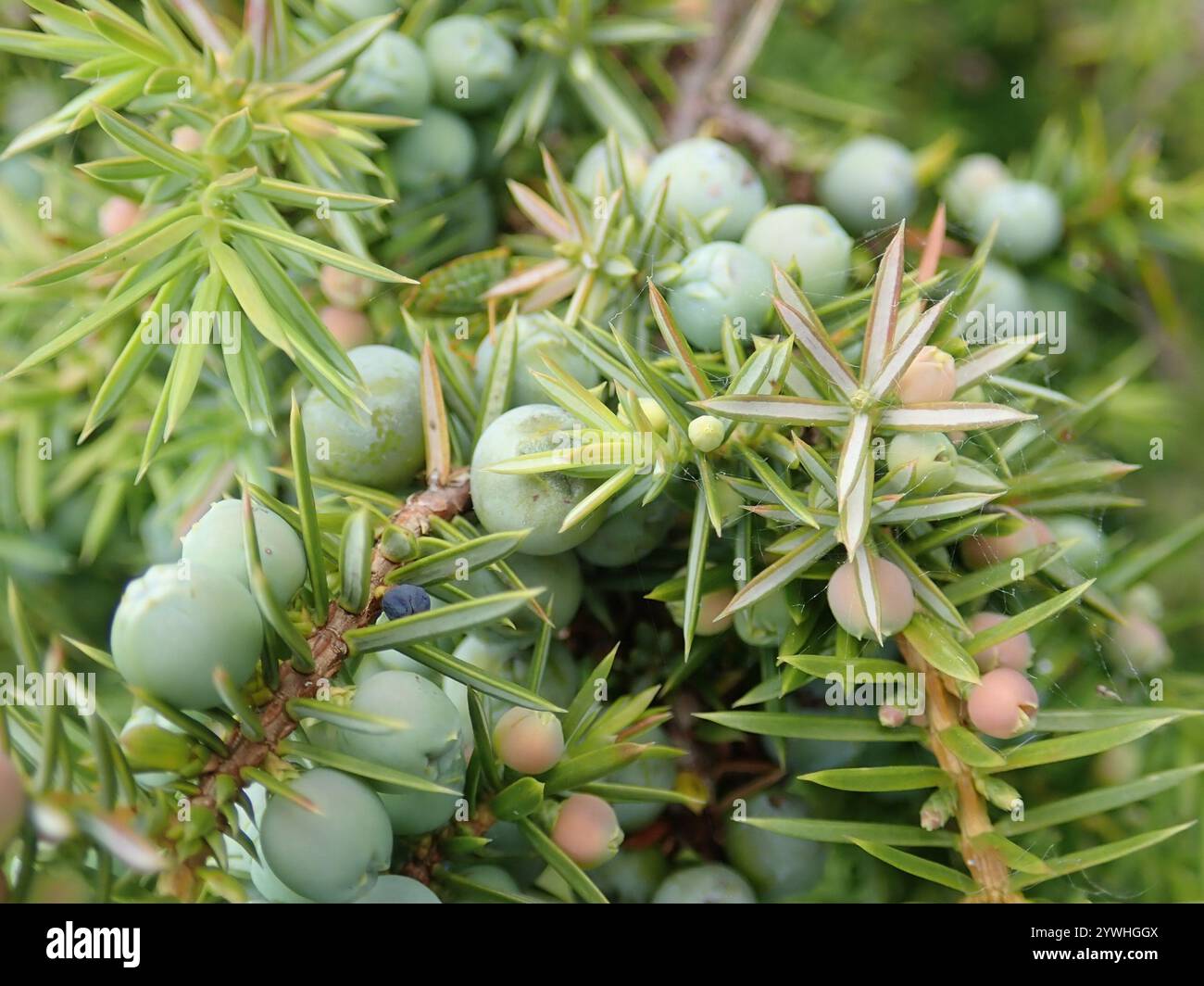 common juniper (Juniperus communis Stock Photo - Alamy
