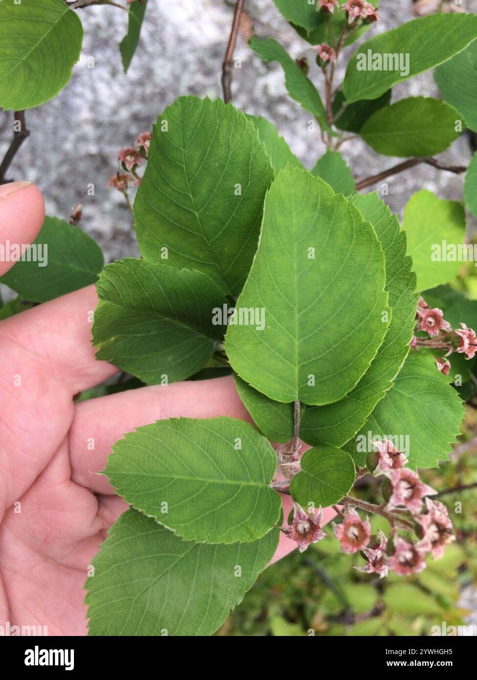 Low Serviceberry (Amelanchier humilis Stock Photo - Alamy
