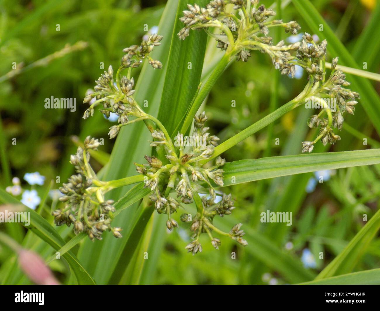 Wood Club-rush (Scirpus sylvaticus Stock Photo - Alamy