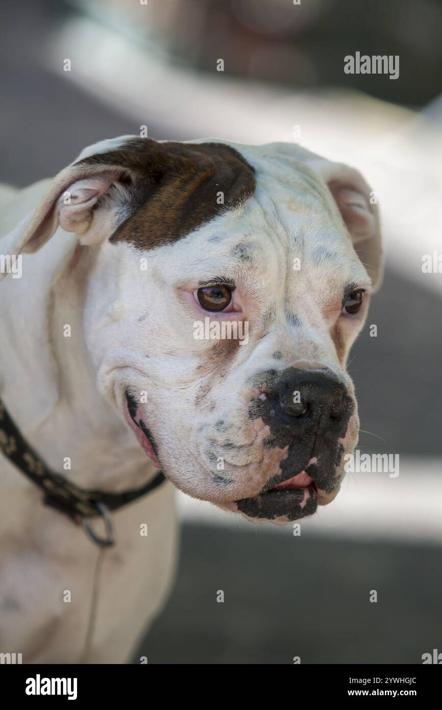 American Bulldog Molosser
