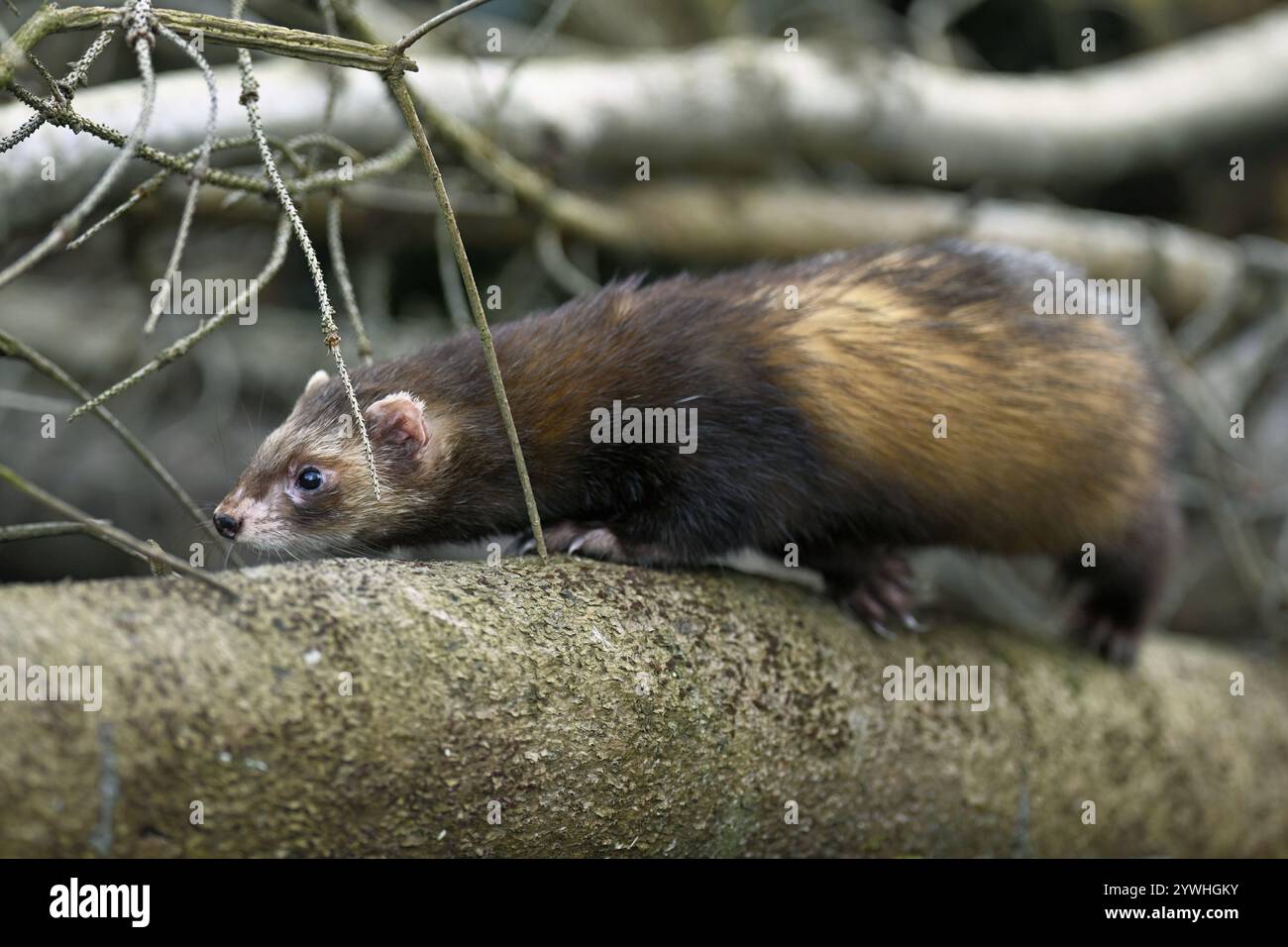 European polecat (Mustela putorius), also known as ferret, running in ...