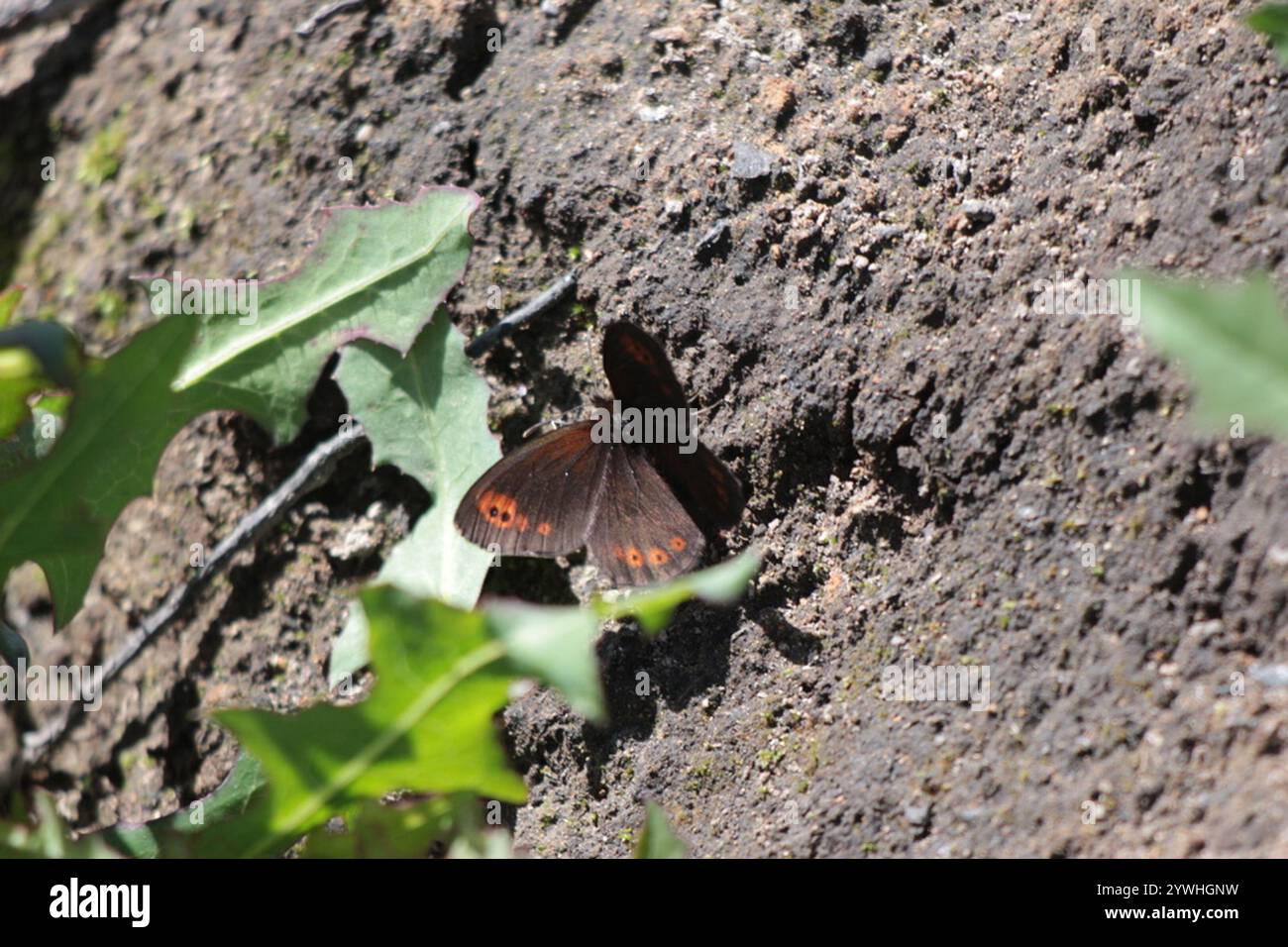 Common Alpine (Erebia epipsodea Stock Photo - Alamy
