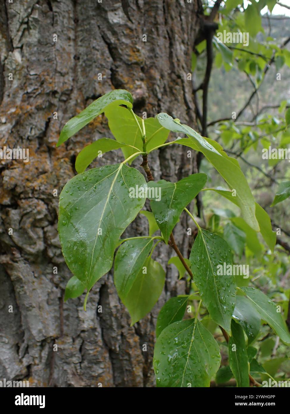 black cottonwood (Populus trichocarpa Stock Photo - Alamy