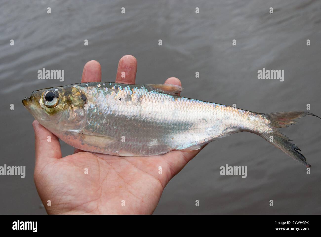Pellona hi-res stock photography and images - Alamy