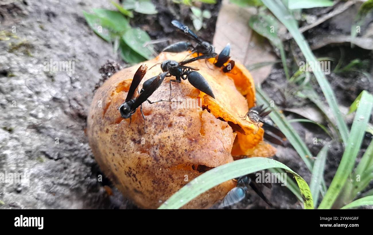 Northern Warrior Wasp (Synoeca septentrionalis Stock Photo - Alamy