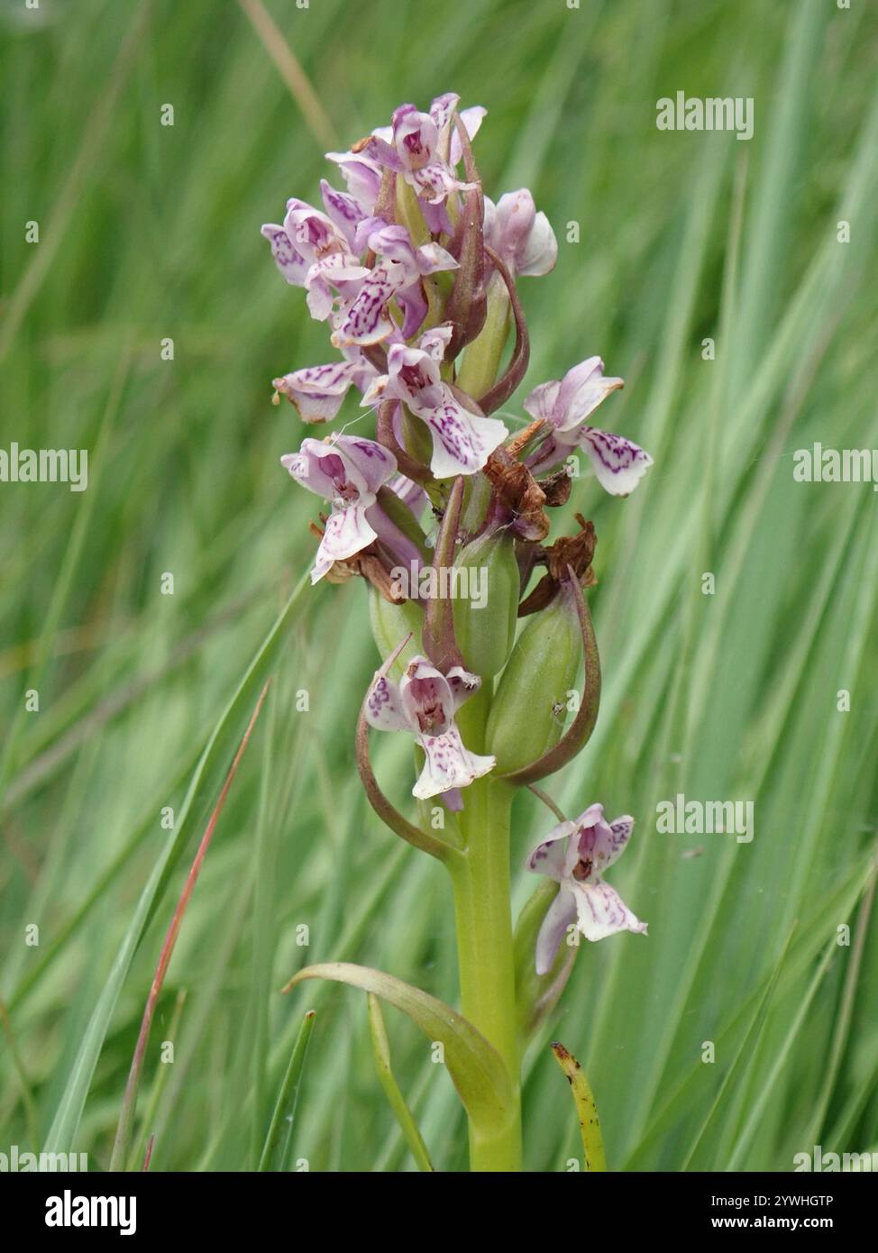 Early Marsh-orchid (Dactylorhiza incarnata Stock Photo - Alamy