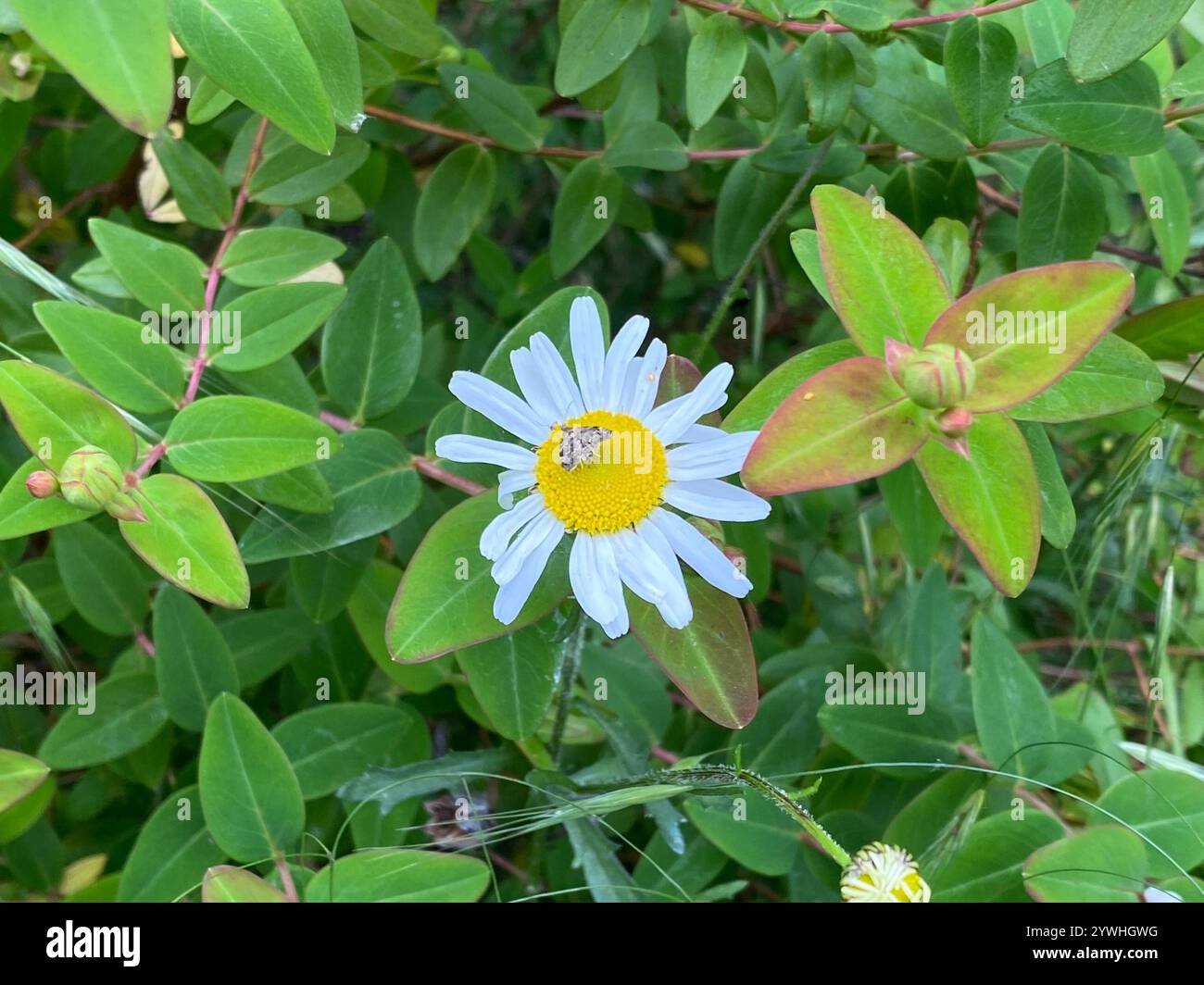 Common Nettle-tap (Anthophila fabriciana Stock Photo - Alamy