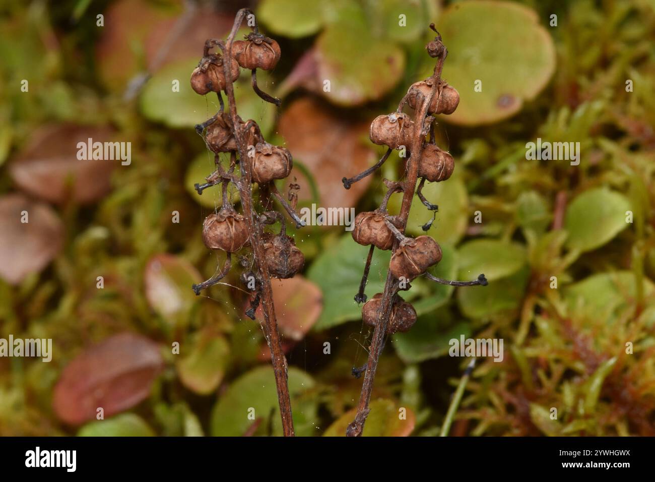 one-sided wintergreen (Orthilia secunda Stock Photo - Alamy