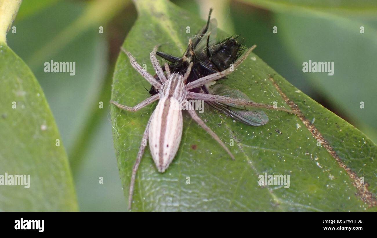 Slender Crab Spiders (Tibellus Stock Photo - Alamy