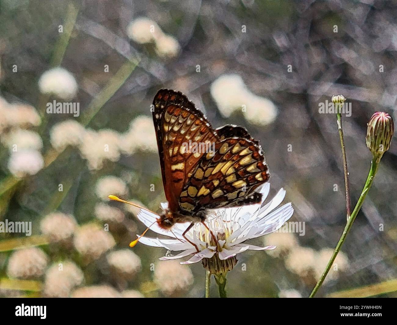 Variable Checkerspot (Euphydryas chalcedona Stock Photo - Alamy