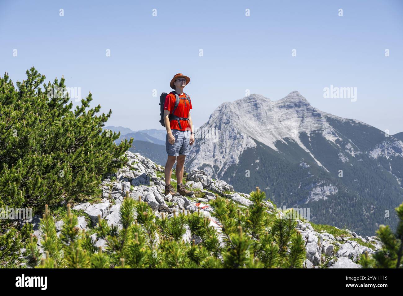 Mountaineer on a hiking trail between mountain pines, behind mountain peak Seekarspitze, ascent ...