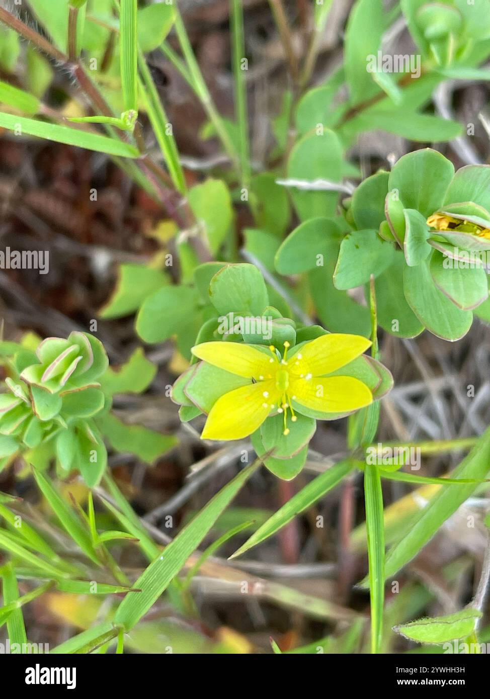 low St. John's wort (Hypericum stragulum Stock Photo - Alamy