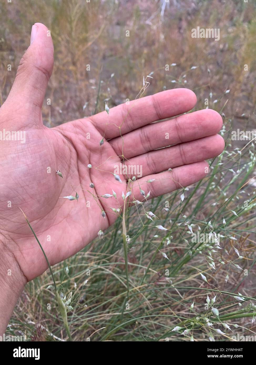 Sand Ricegrass (Eriocoma hymenoides Stock Photo - Alamy