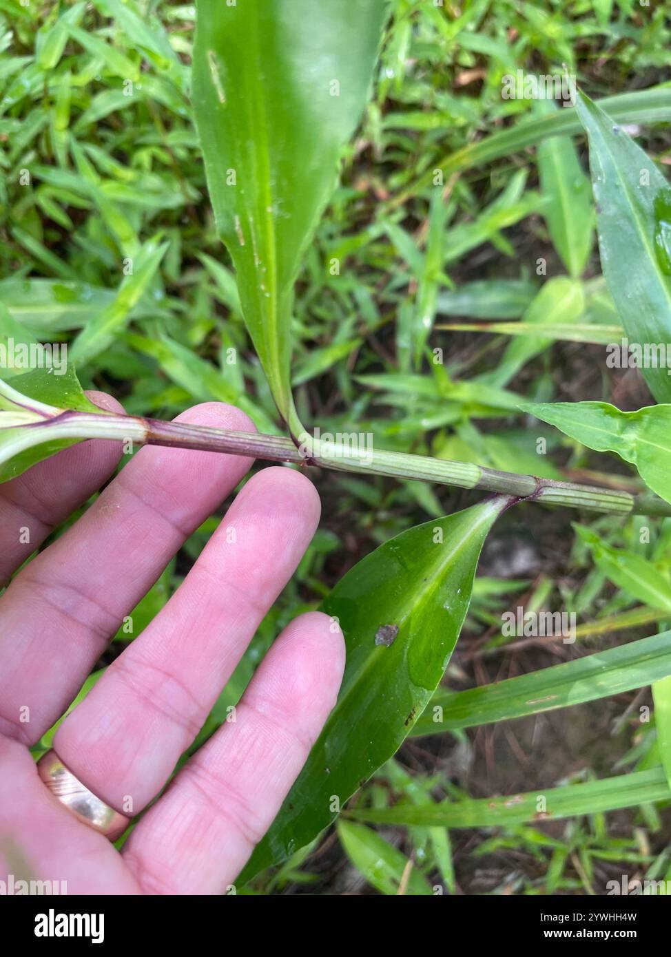 Virginia Dayflower (Commelina virginica Stock Photo - Alamy