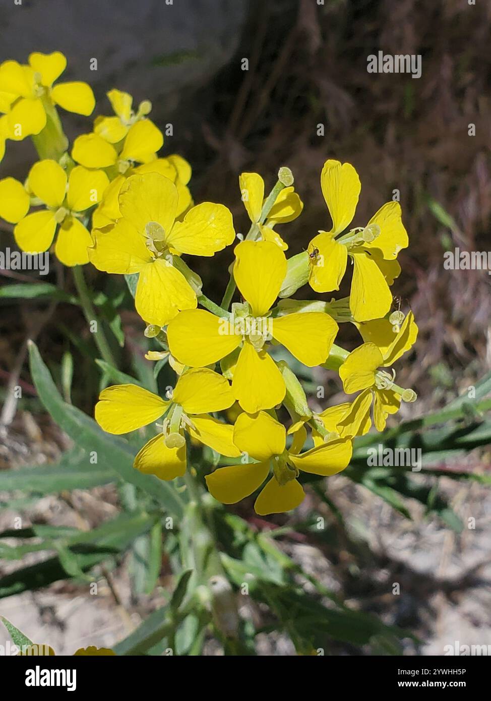 Prairie-rocket Wallflower (Erysimum asperum Stock Photo - Alamy