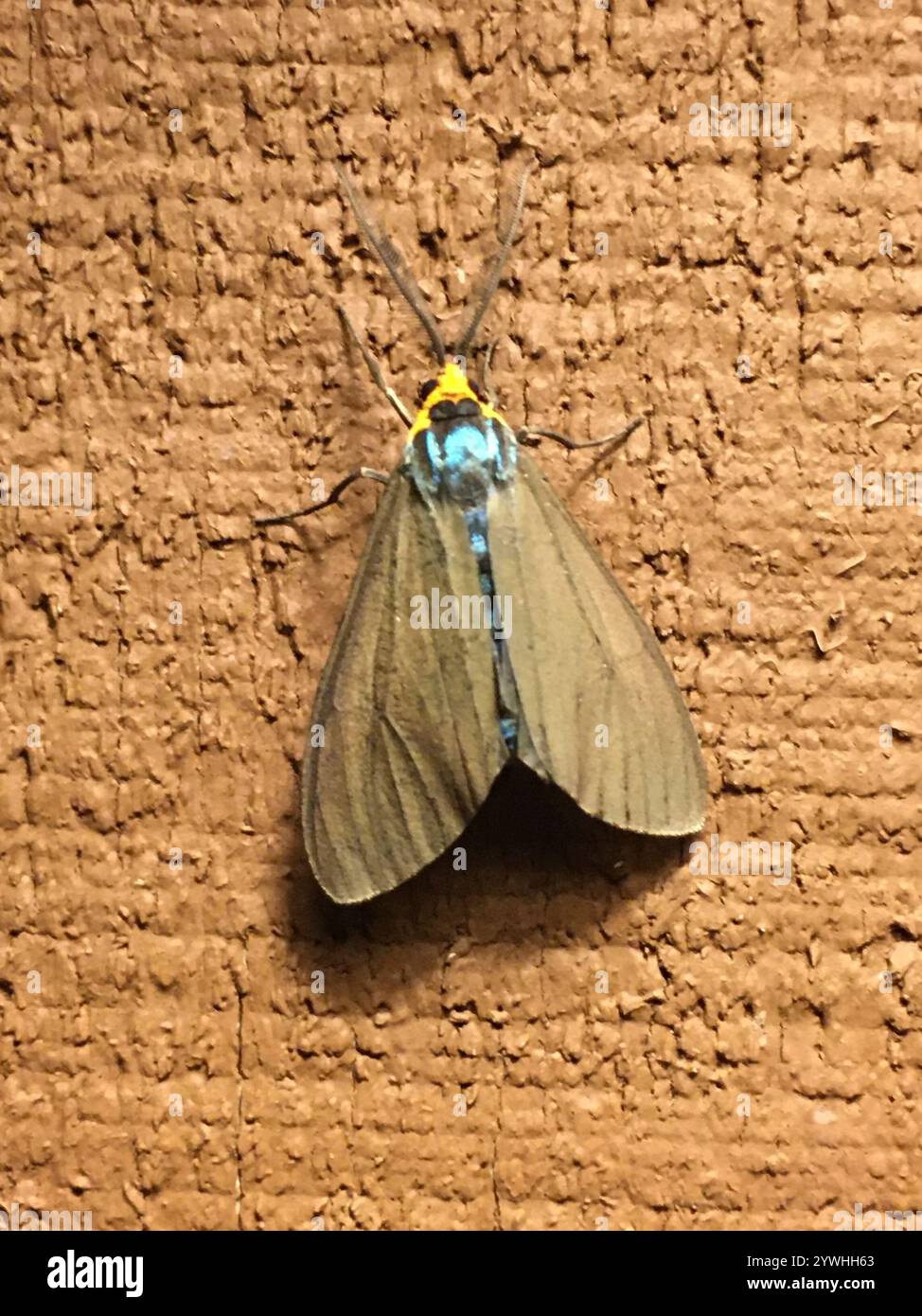 Virginia ctenucha moth virginica hi-res stock photography and images ...
