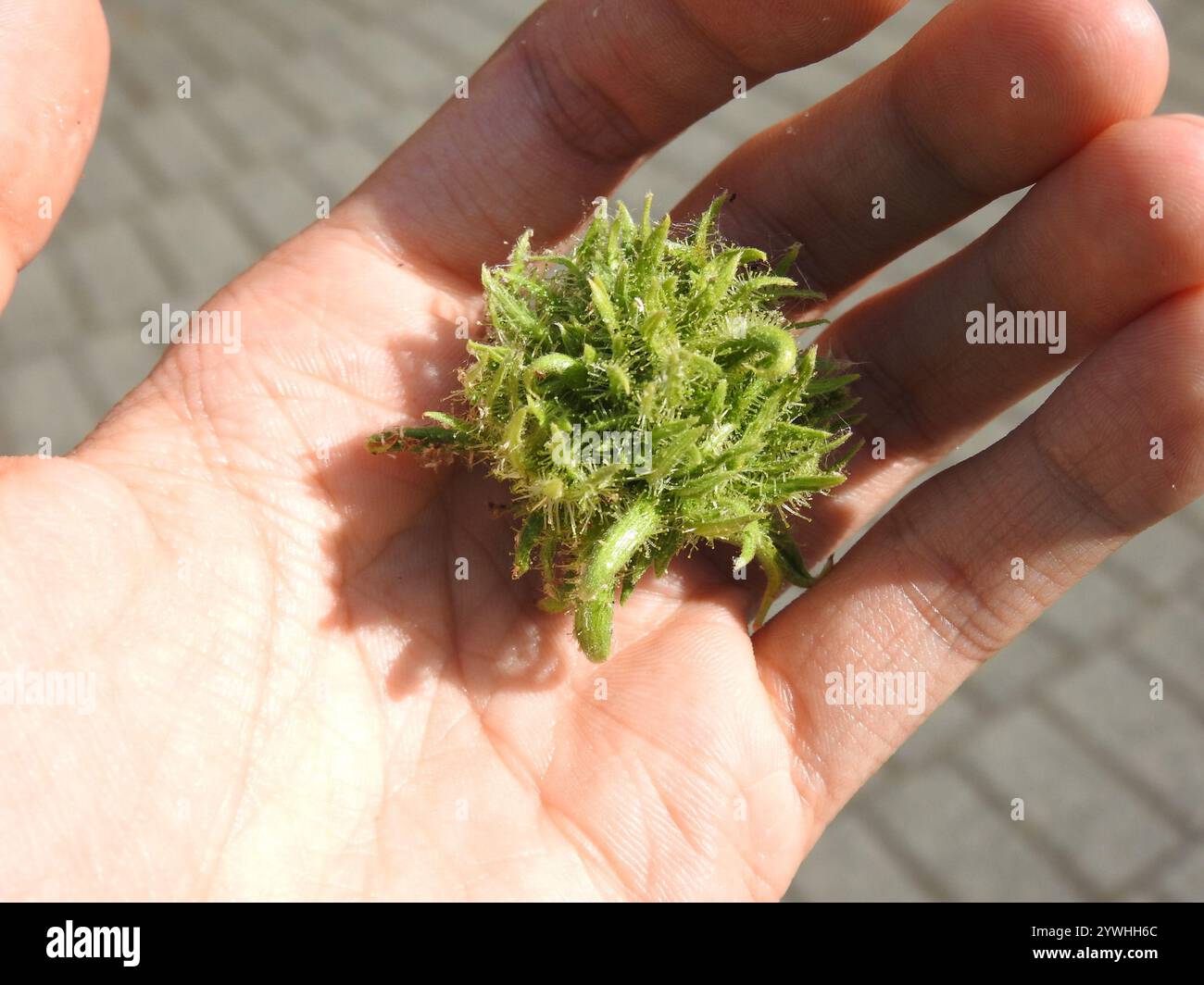 Turkish Hazel (Corylus colurna Stock Photo - Alamy