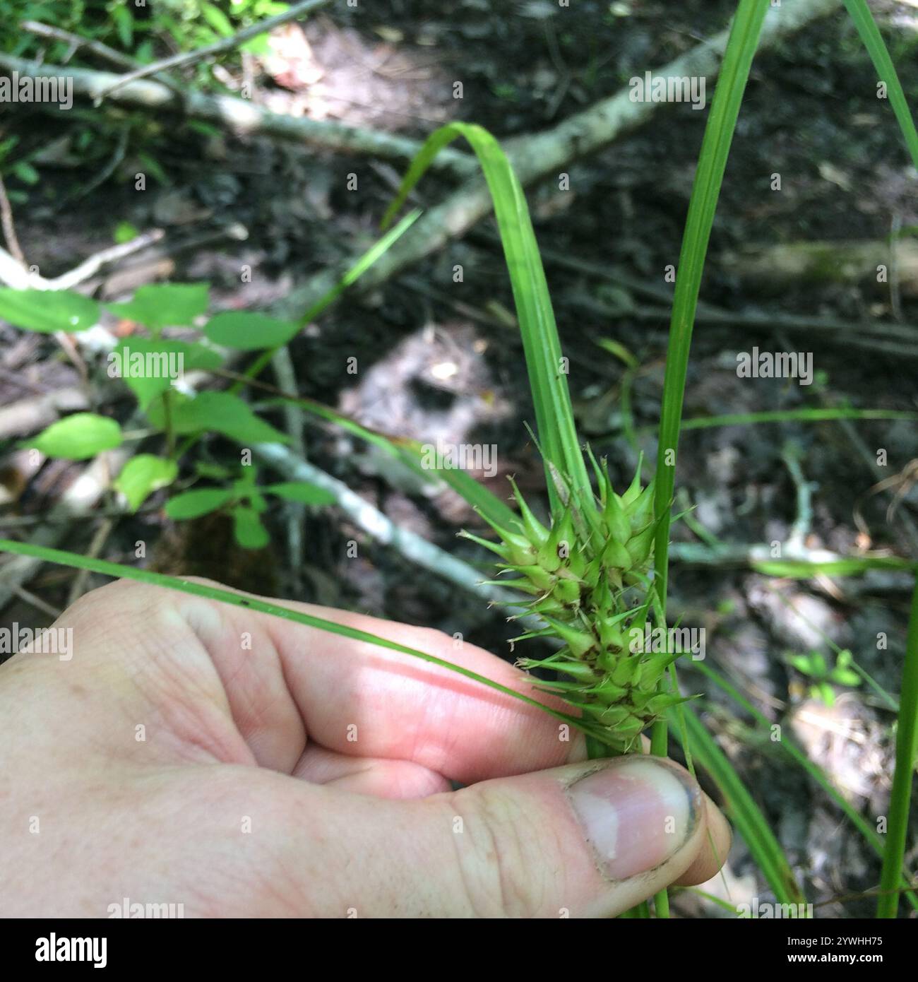 hop sedge (Carex lupulina Stock Photo - Alamy