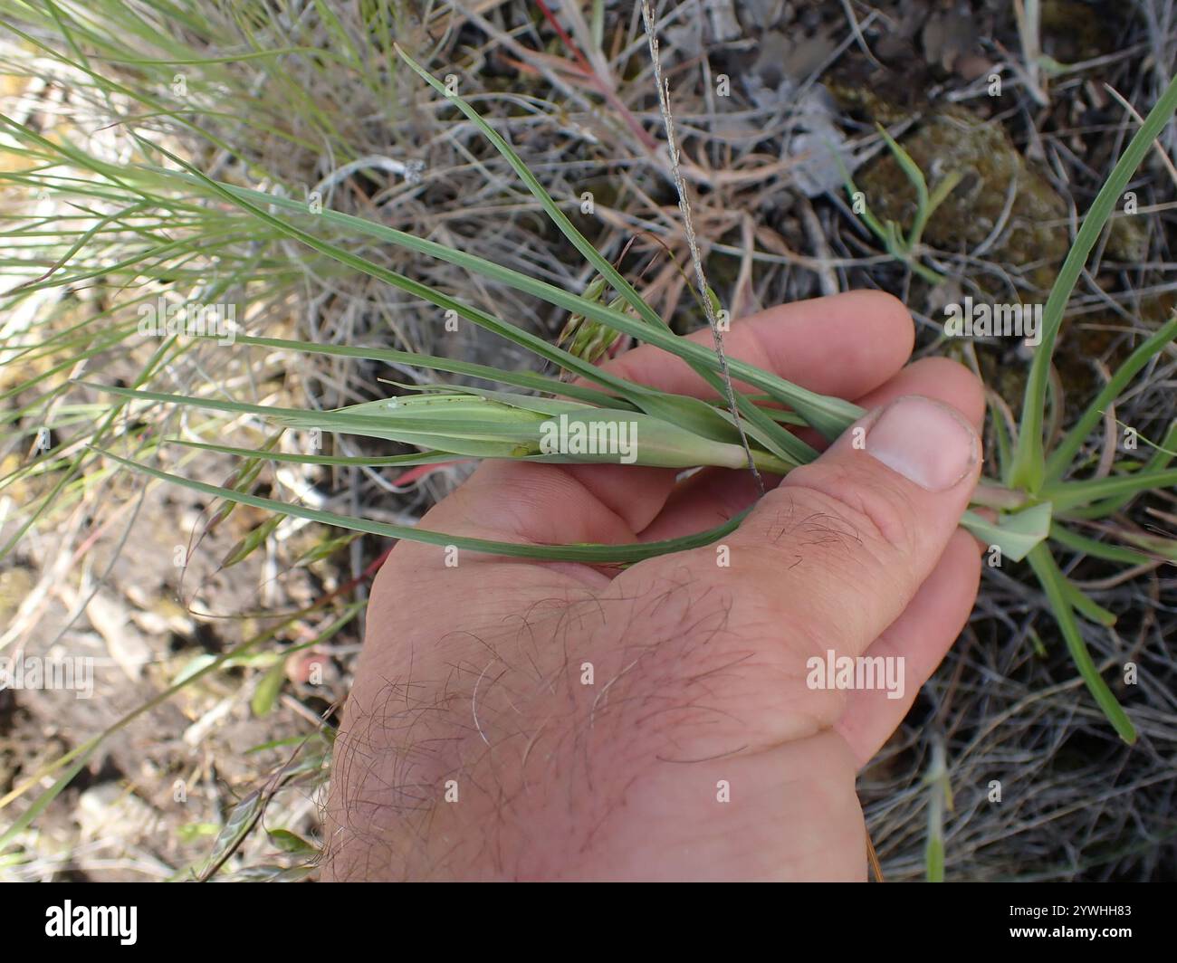 Saltgrass (Distichlis spicata Stock Photo - Alamy