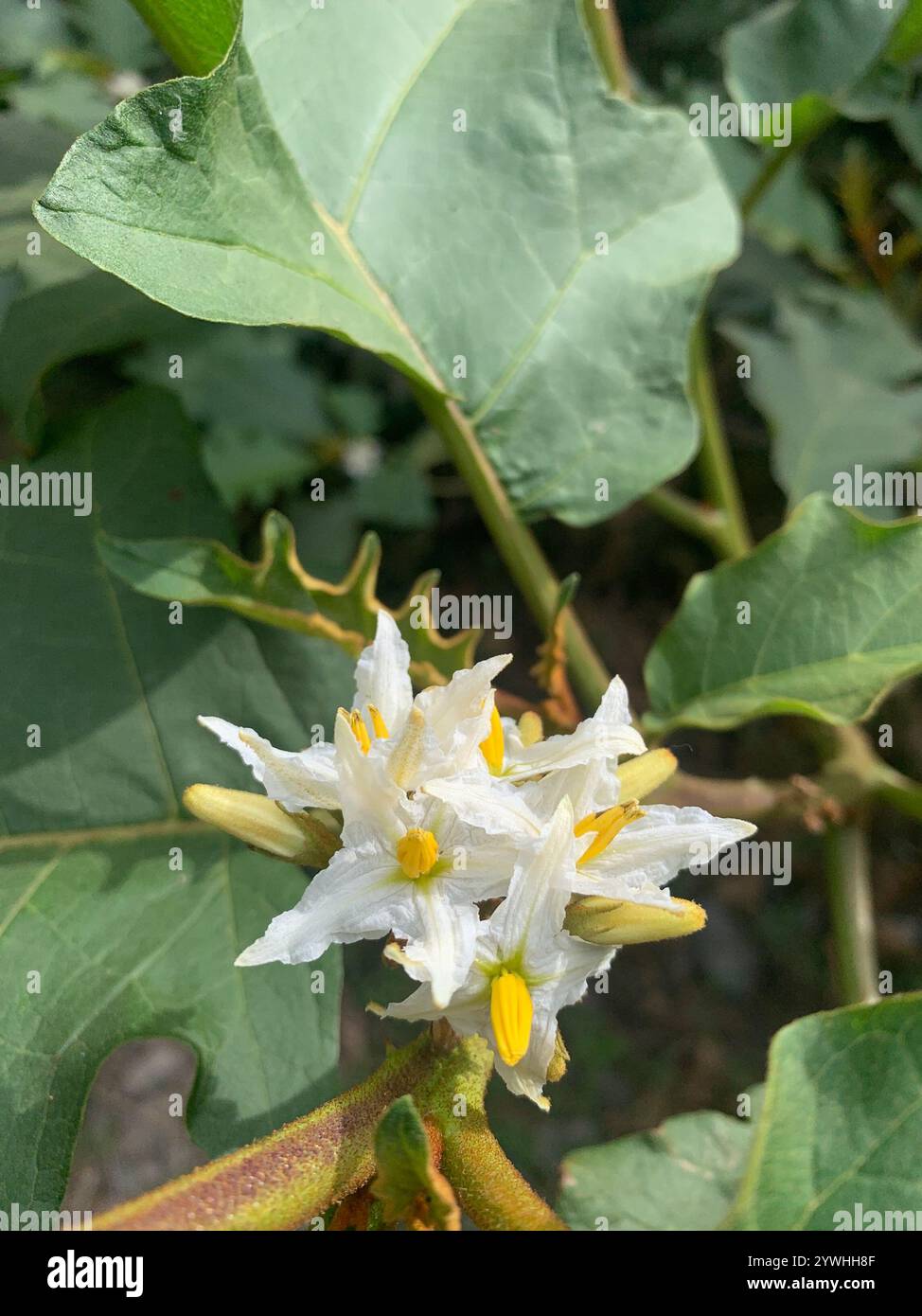 giant devil's-fig (Solanum chrysotrichum Stock Photo - Alamy