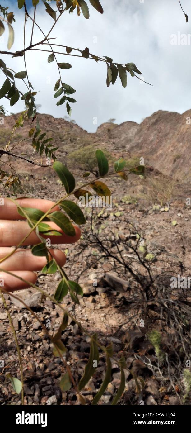Schinopsis lorentzii hi-res stock photography and images - Alamy
