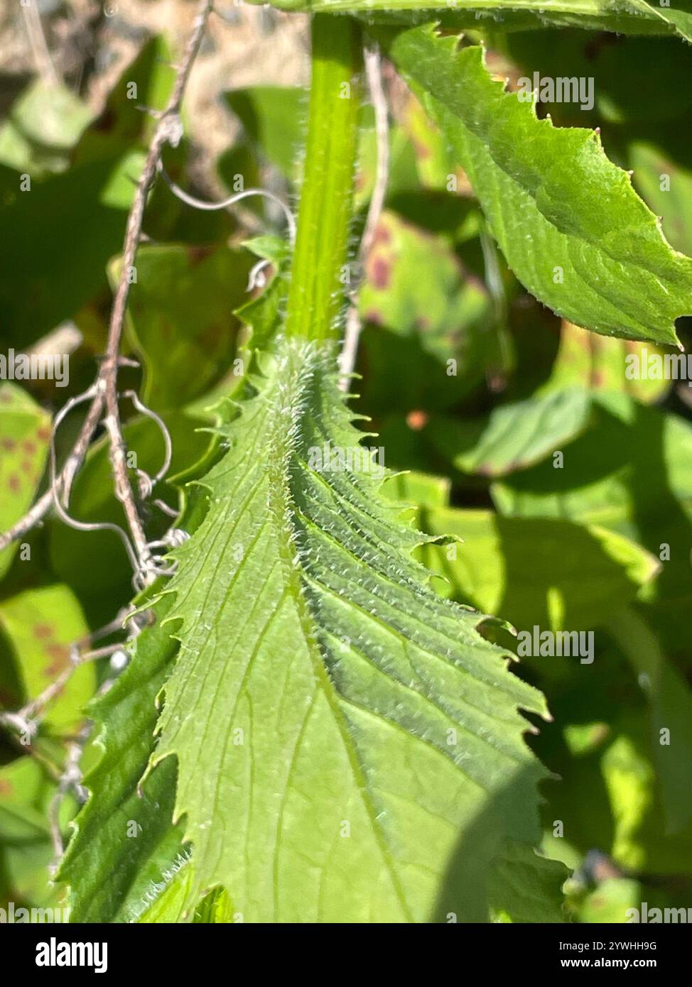 American burnweed (Erechtites hieraciifolius Stock Photo - Alamy