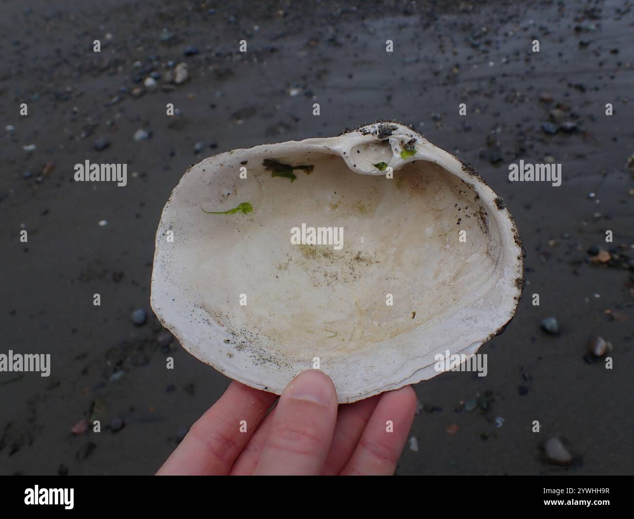 Fat Gaper (Tresus capax Stock Photo - Alamy