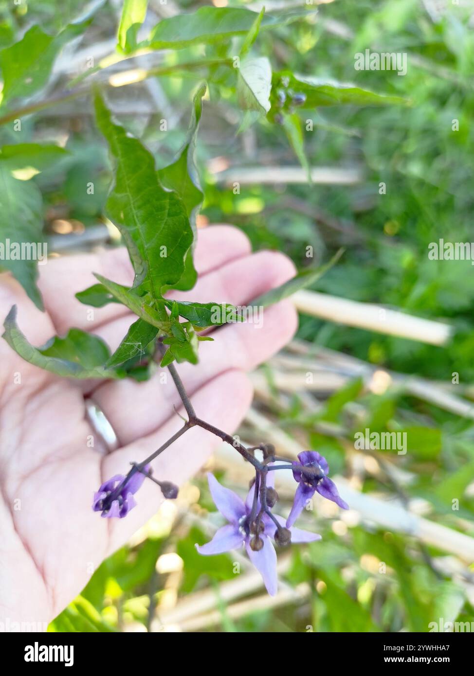 bittersweet nightshade (Solanum dulcamara Stock Photo - Alamy
