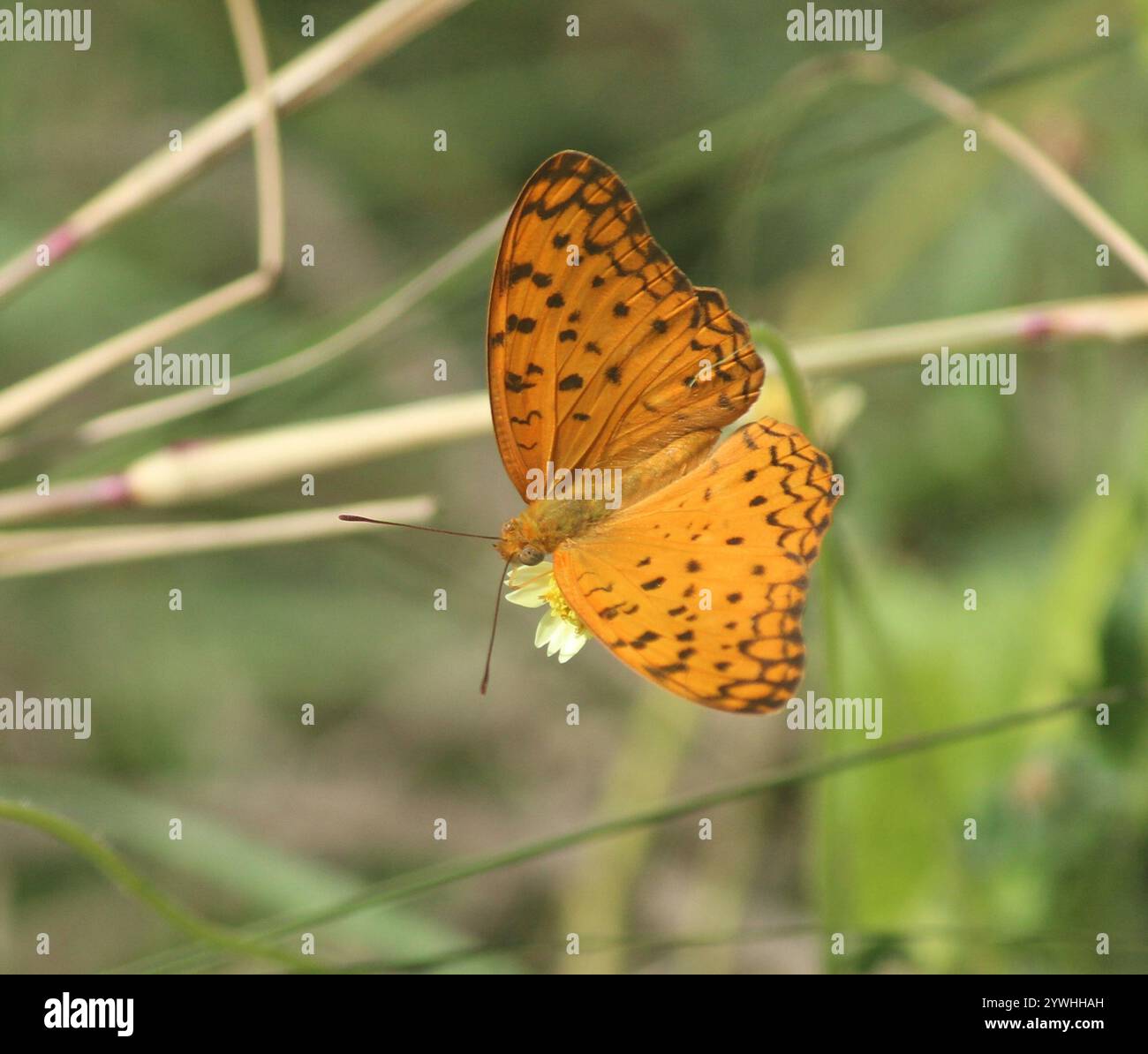 Common Leopard (Phalanta phalantha Stock Photo - Alamy