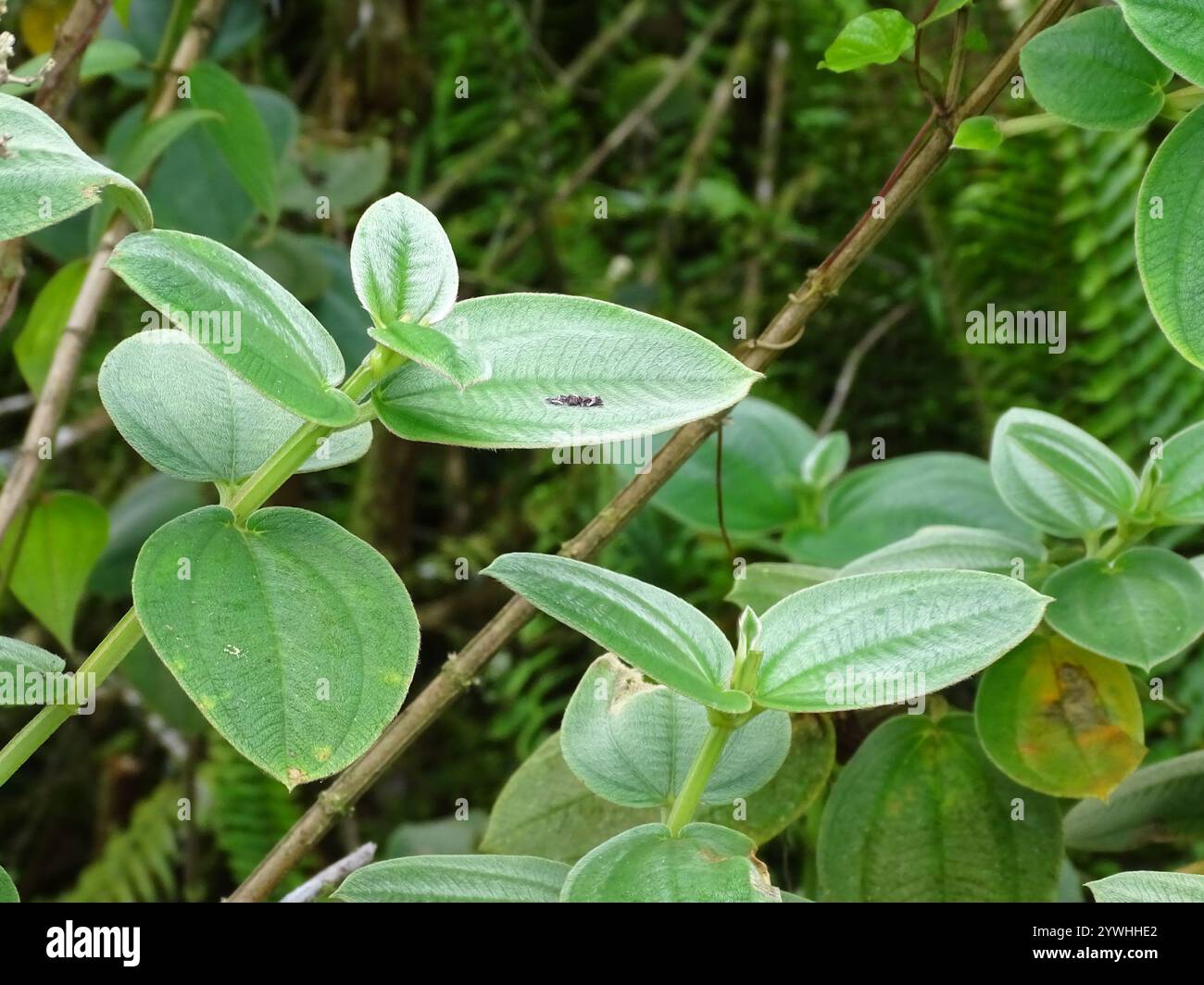 Pleroma heteromallum hi-res stock photography and images - Alamy