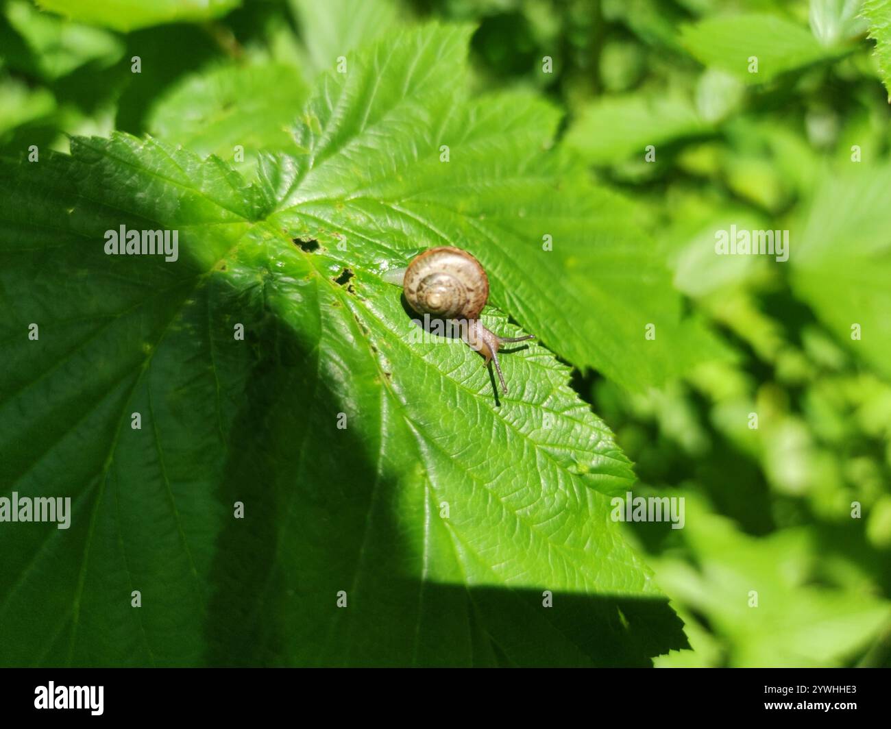Bush snail (Fruticicola fruticum Stock Photo - Alamy
