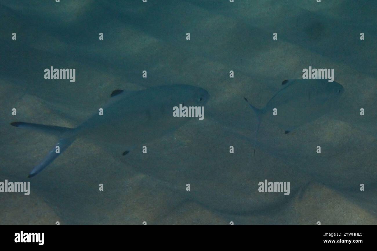 Pompano (Trachinotus ovatus Stock Photo - Alamy