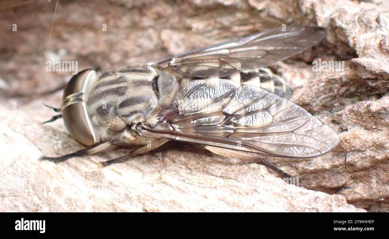 Large Marsh Horse Fly (Tabanus autumnalis Stock Photo - Alamy