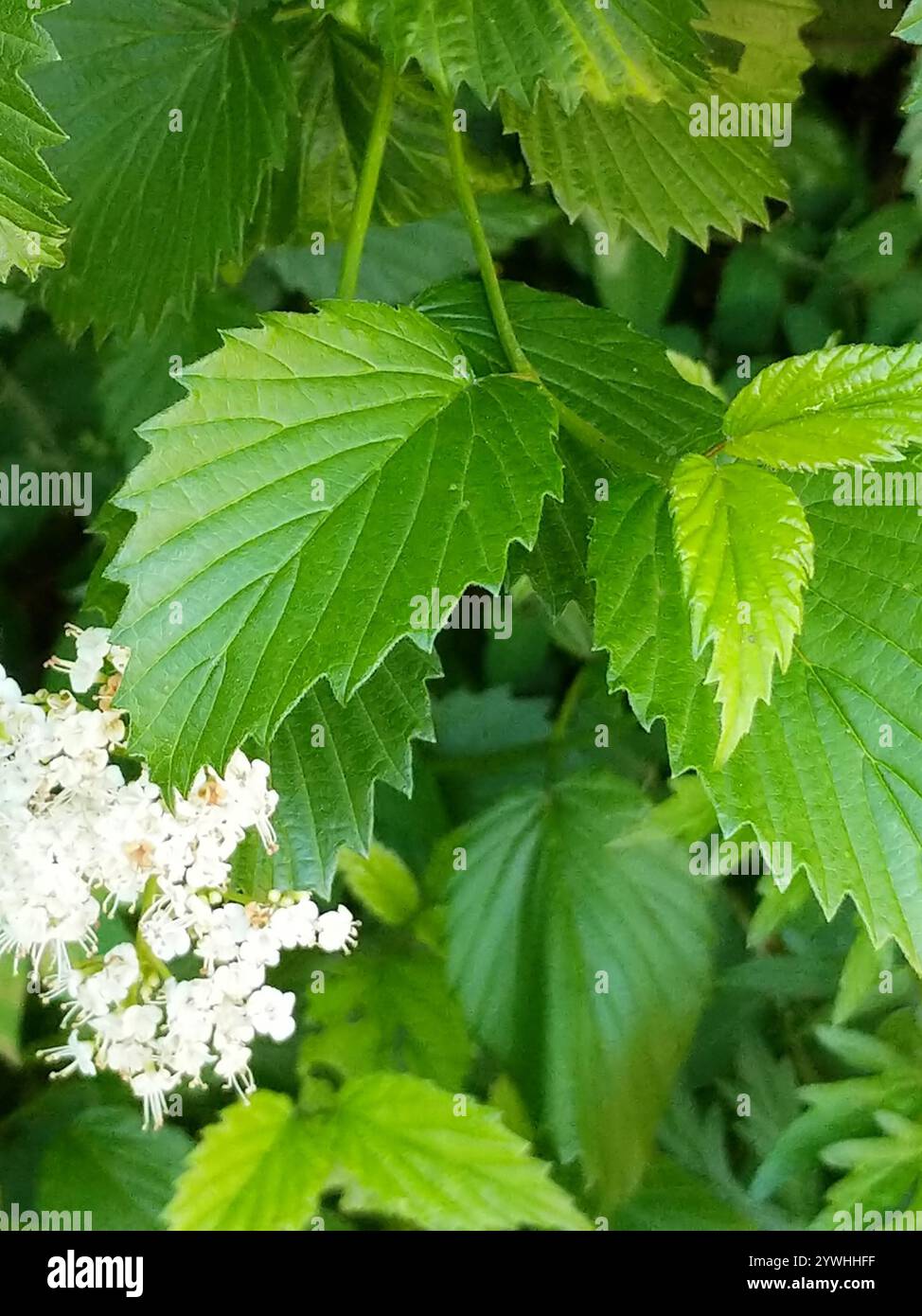 northern arrowwood (Viburnum recognitum Stock Photo - Alamy