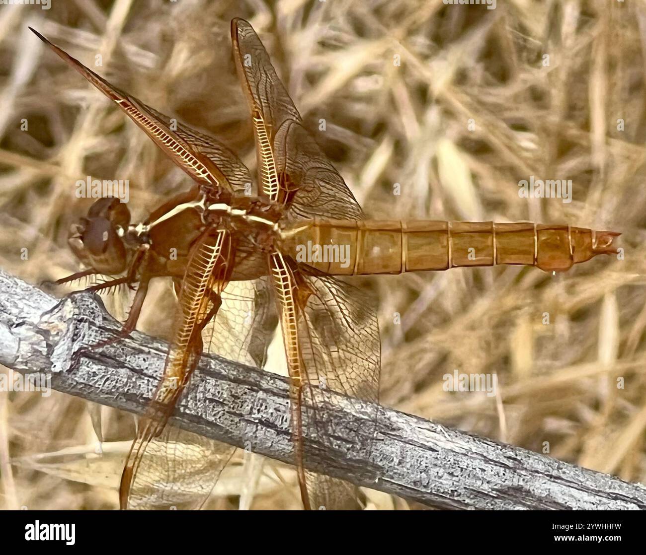 Flame Skimmer (Libellula saturata Stock Photo - Alamy