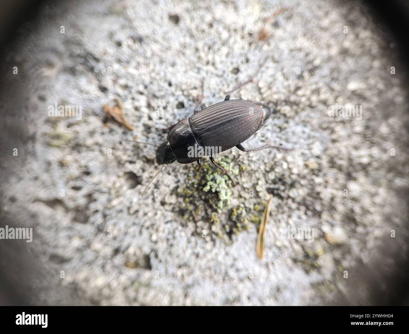 Rustic Harp Ground Beetle (Anisodactylus rusticus Stock Photo - Alamy