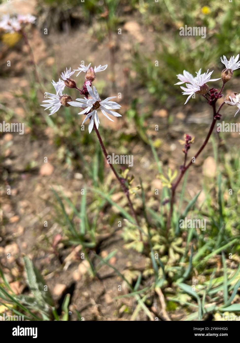 Bulbous woodland star (Lithophragma glabrum Stock Photo - Alamy
