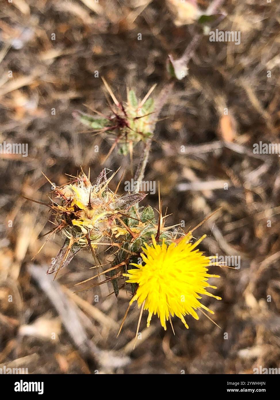 Maltese star-thistle (Centaurea melitensis Stock Photo - Alamy