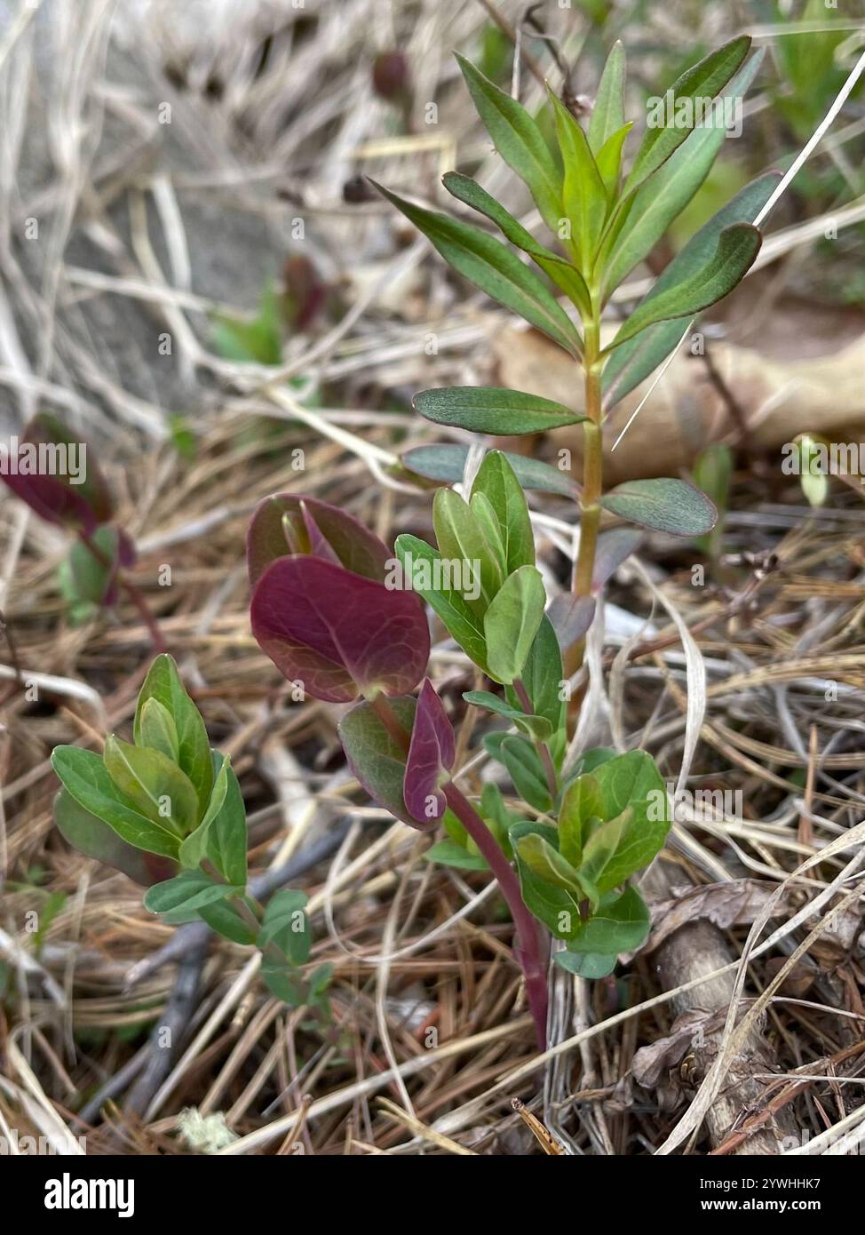 Fraser's marsh St. John's-wort (Hypericum fraseri Stock Photo - Alamy