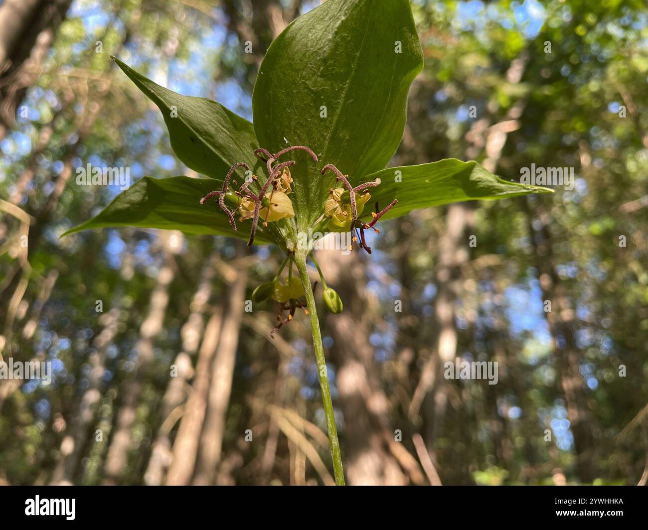 Cucumber Root (Medeola virginiana Stock Photo - Alamy