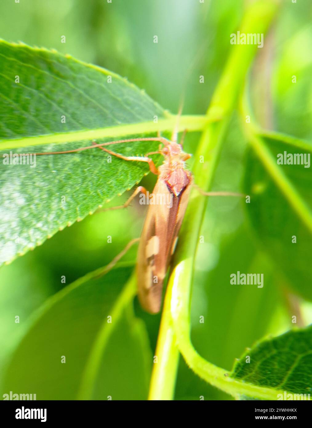 Limnephilus rhombicus hi-res stock photography and images - Alamy