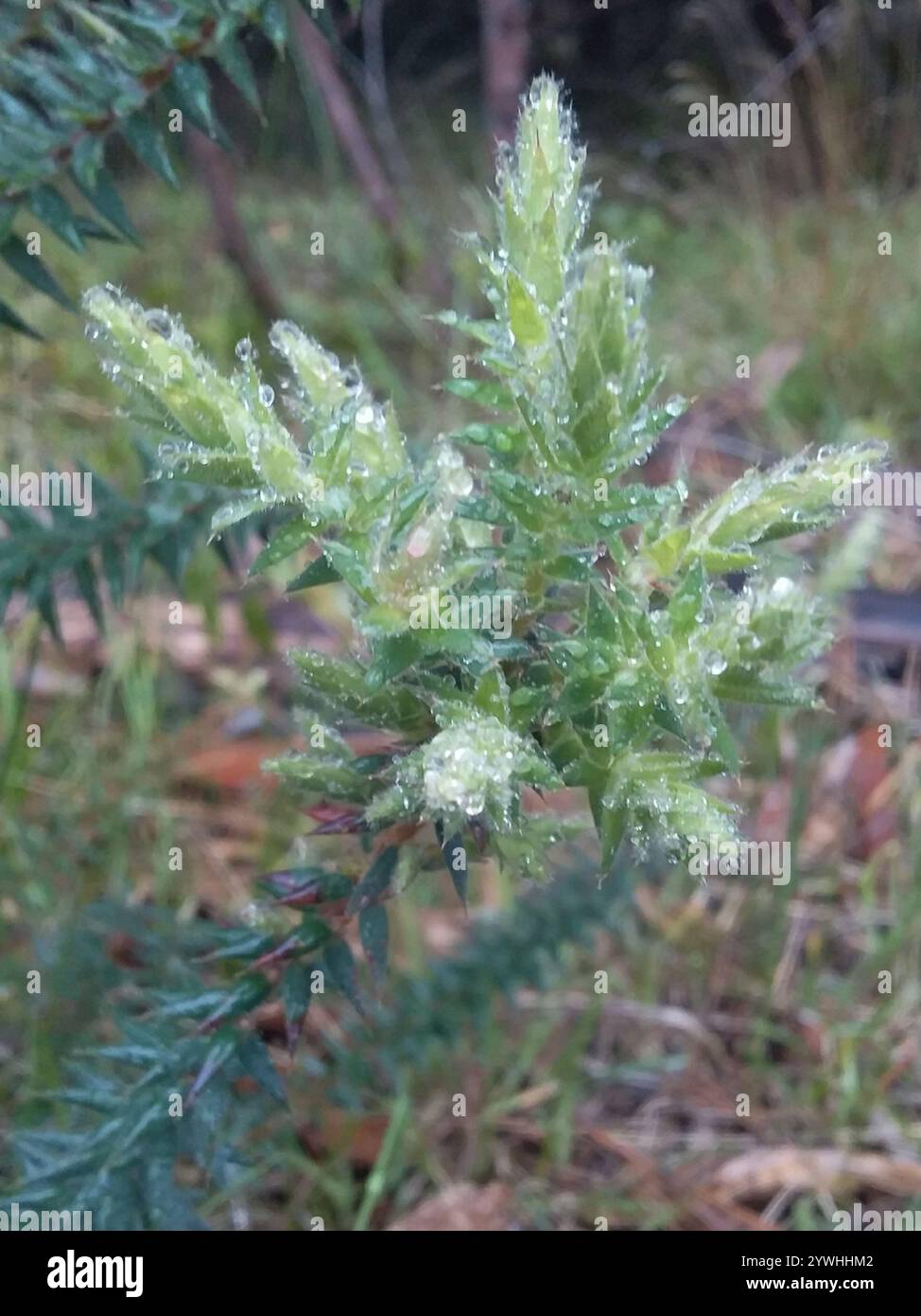 Mount Lofty Ground-berry (Acrotriche fasciculiflora Stock Photo - Alamy