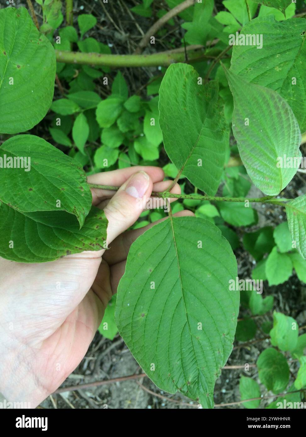 Round-leaved Dogwood (Cornus rugosa Stock Photo - Alamy