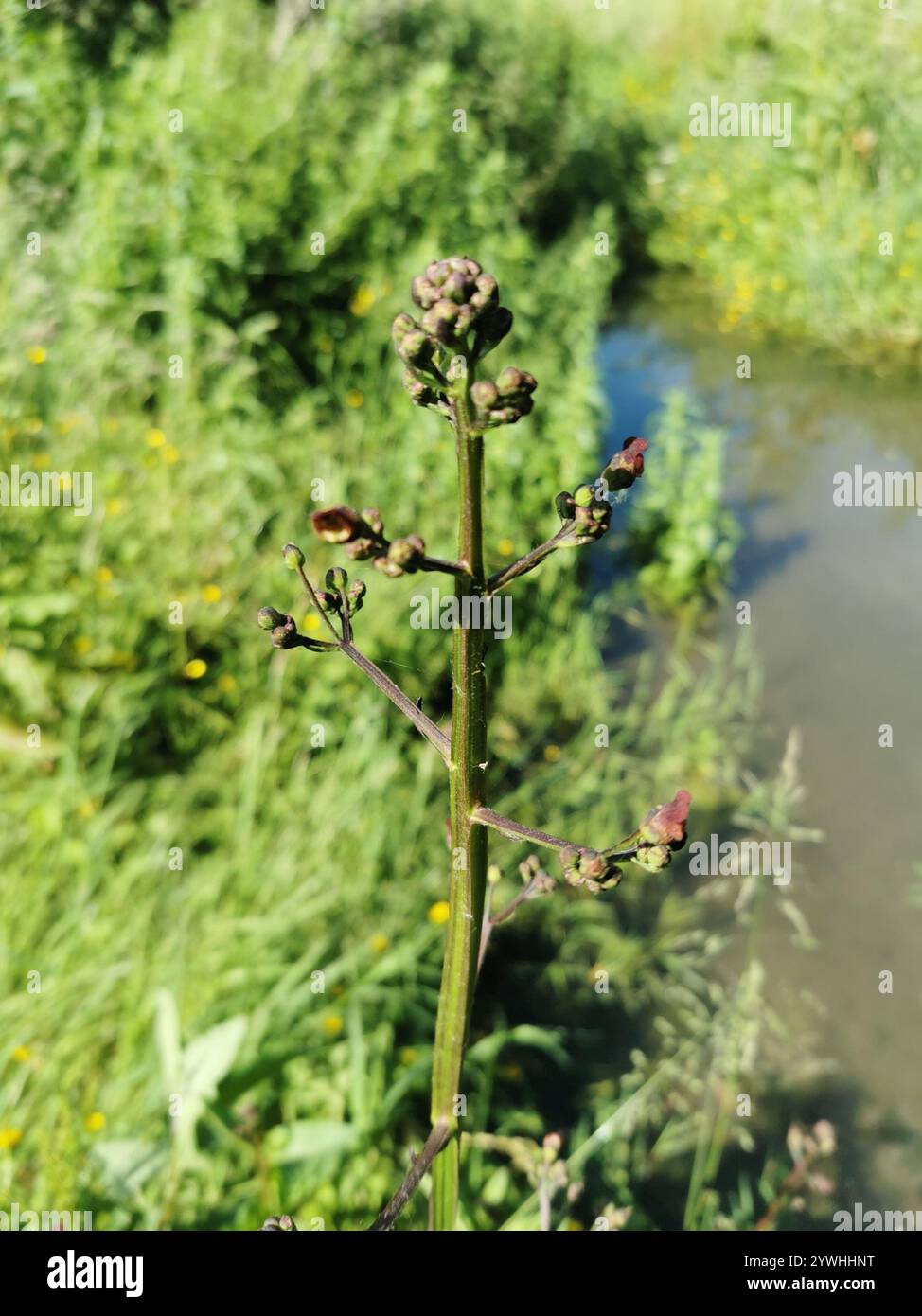 Water Figwort (Scrophularia auriculata Stock Photo - Alamy