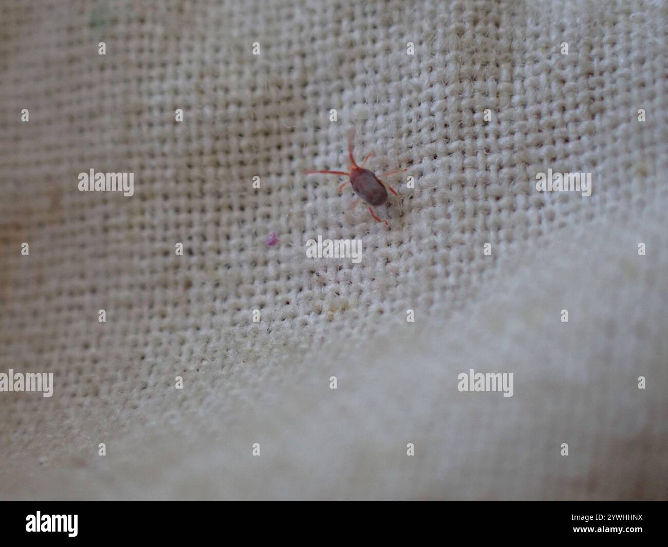 Mites and Ticks (Acari Stock Photo - Alamy