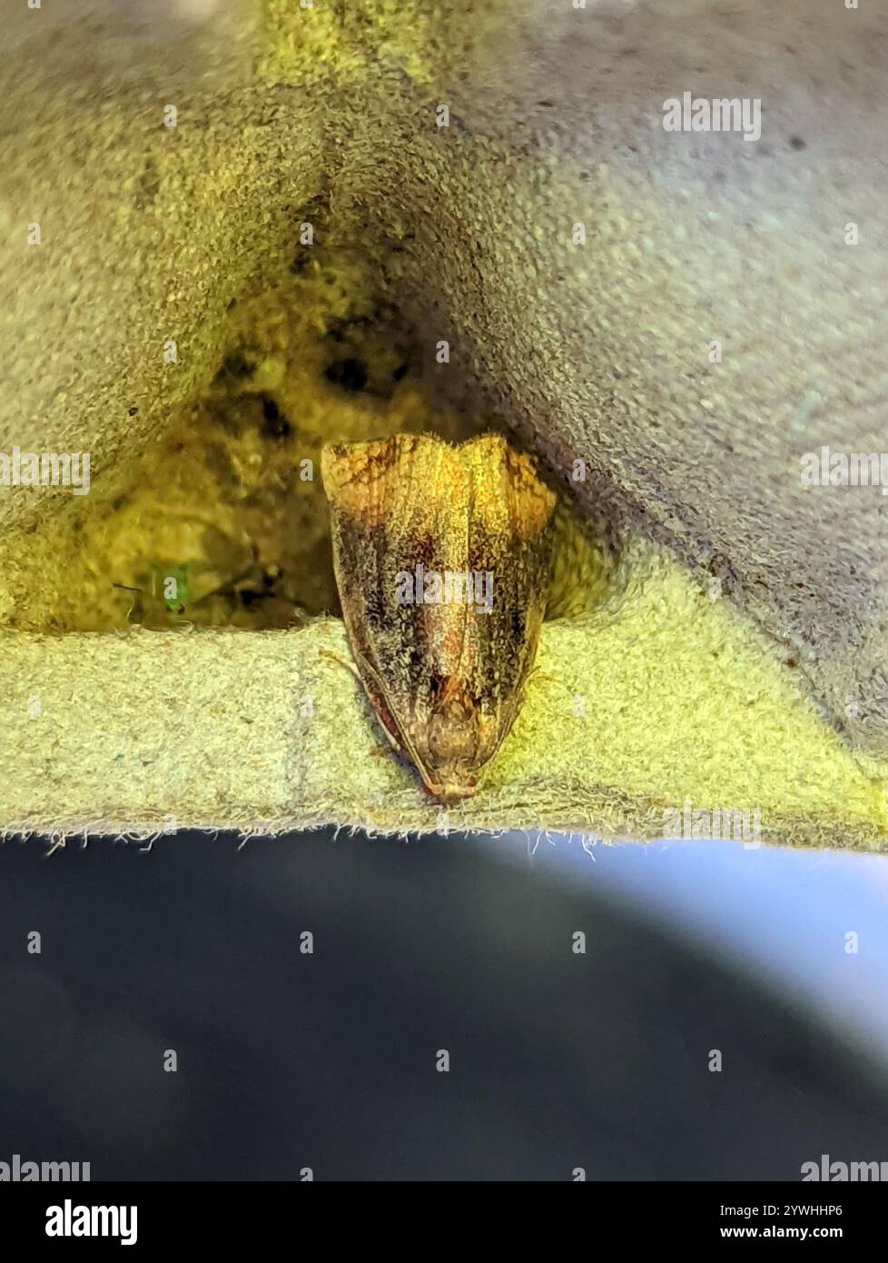 Archips podana hi-res stock photography and images - Alamy