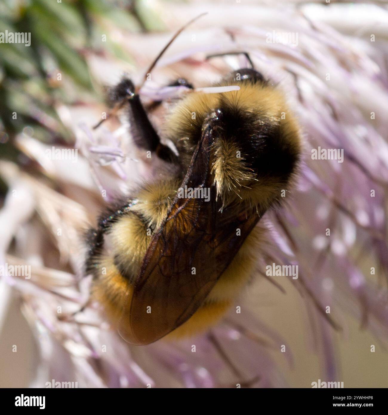Bumble Bees (Bombus Stock Photo - Alamy