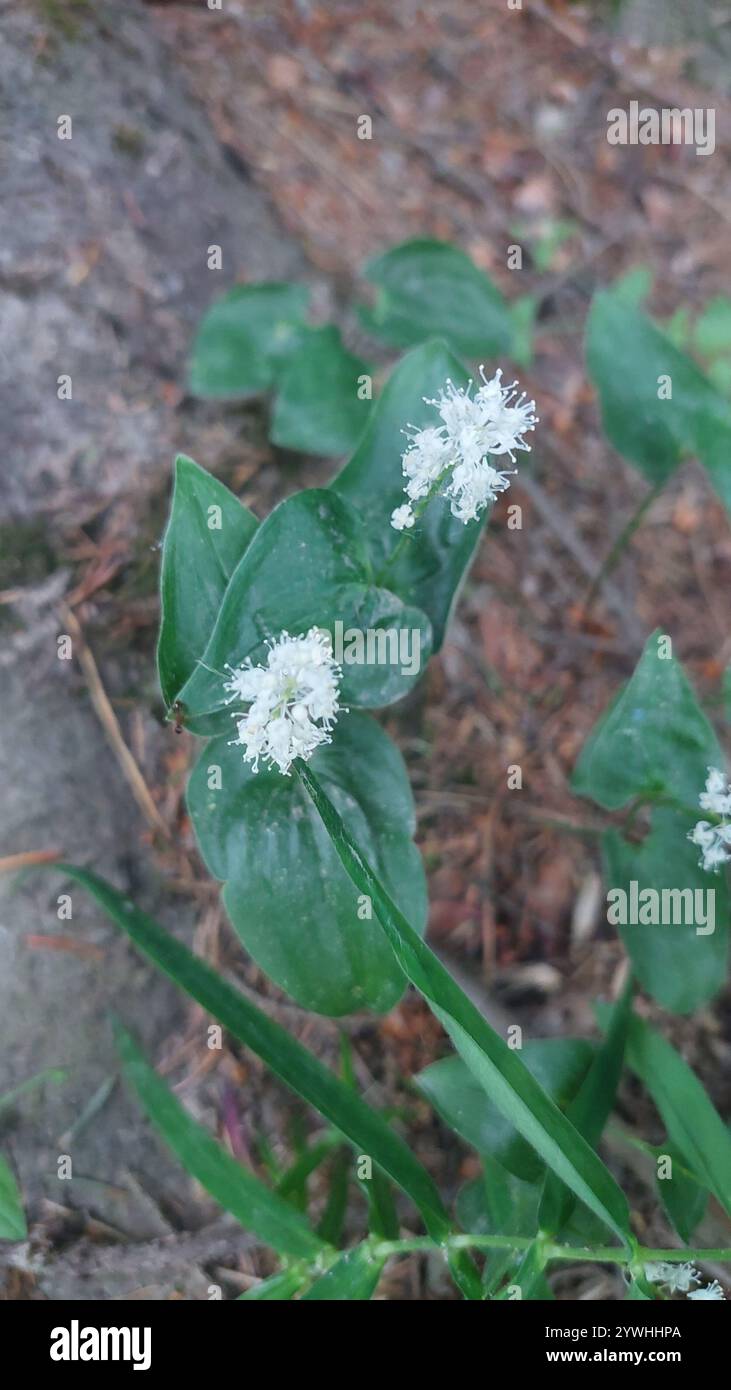 May Lily (Maianthemum bifolium Stock Photo - Alamy