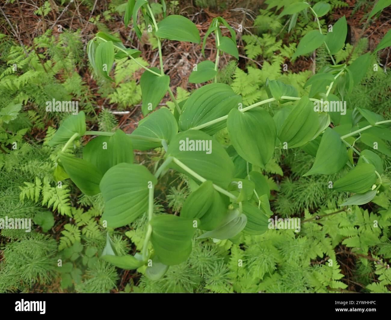 white twisted-stalk (Streptopus amplexifolius Stock Photo - Alamy