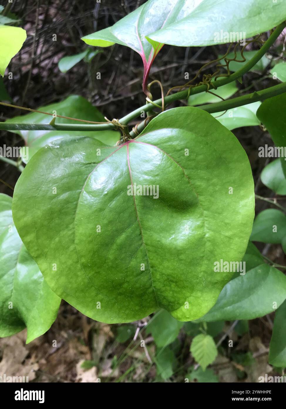 Smilax rotundifolia hi-res stock photography and images - Alamy